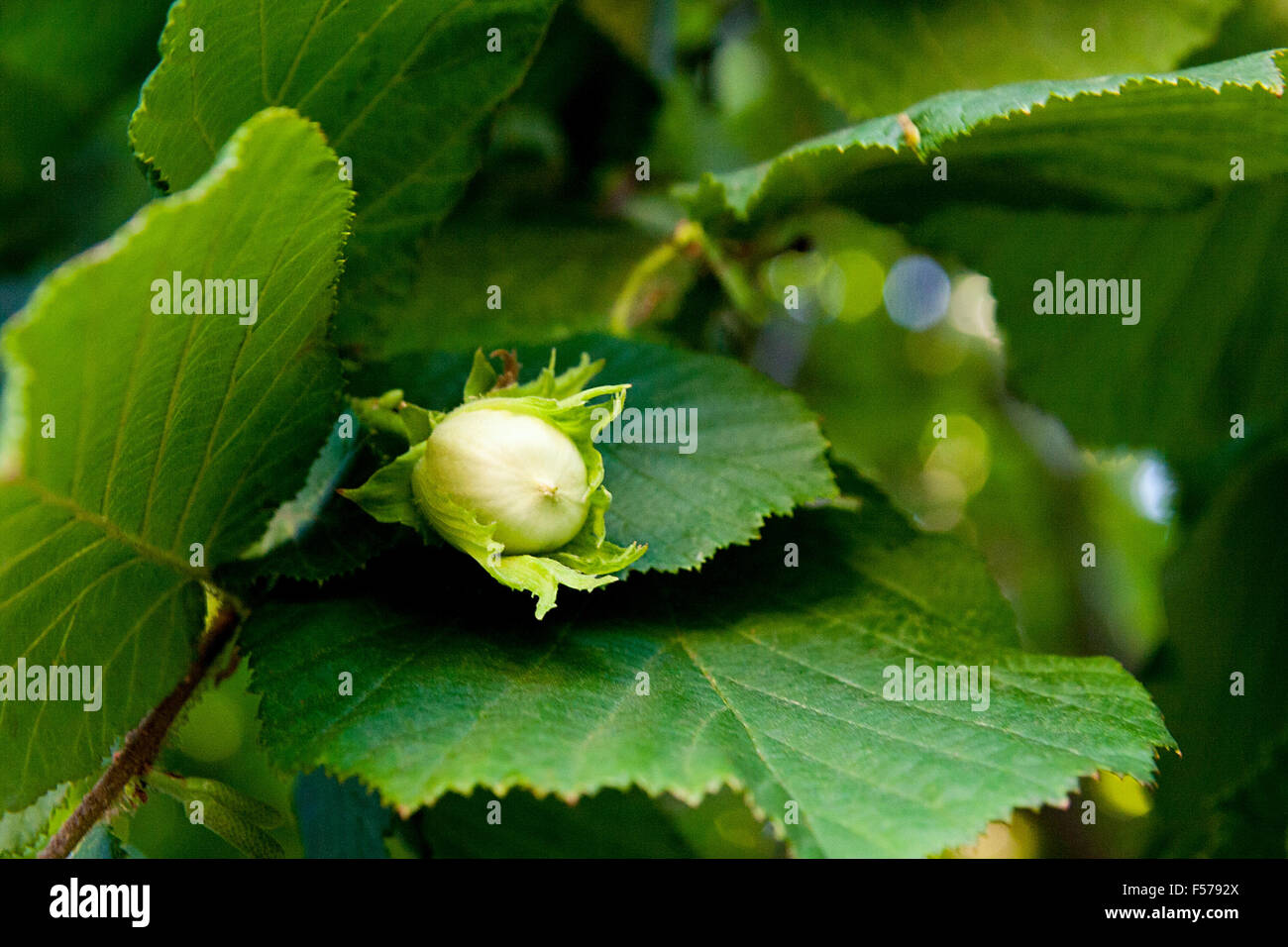 Hazelnut with green leaves on a hazel grove branch Stock Photo - Alamy