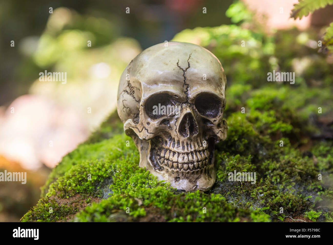 skull or skeleton of human photography Stock Photo - Alamy