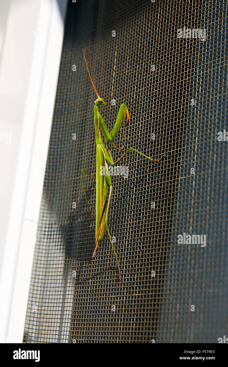 Praying Mantis insect in nature as a symbol of green natural ...