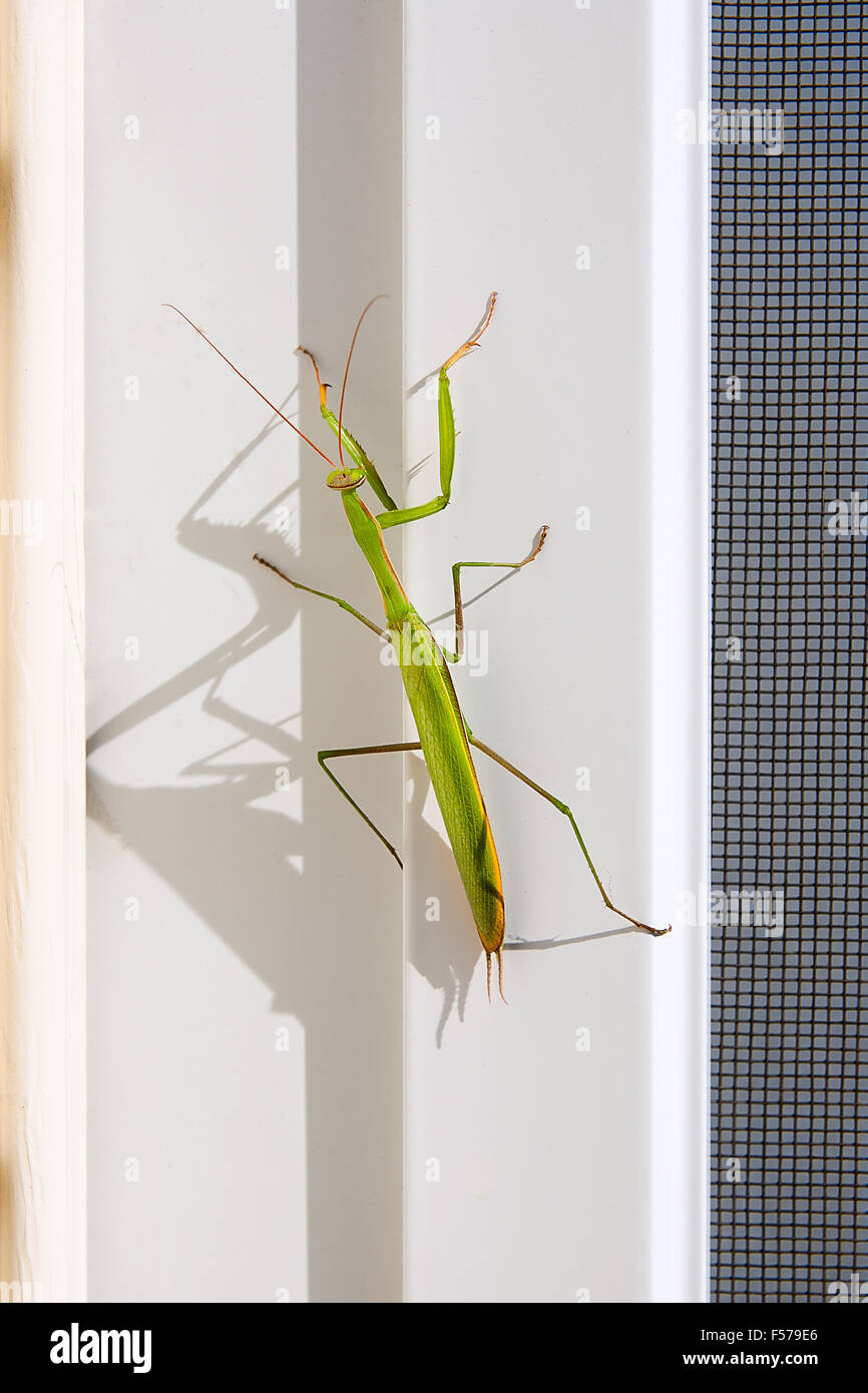 Praying Mantis insect in nature as a symbol of green natural ...