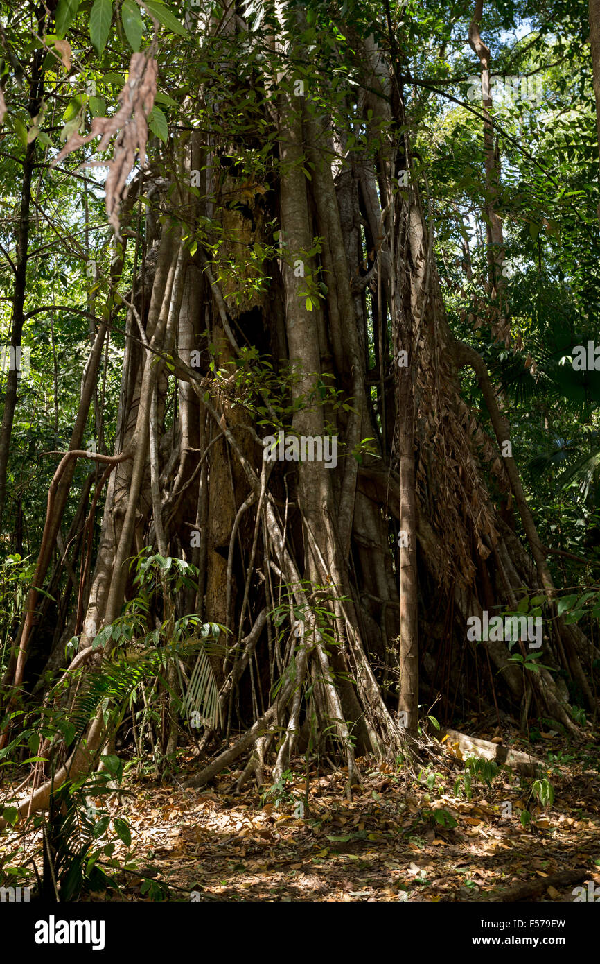 Massive tree is buttressed by roots within Tangkoko National Park in ...