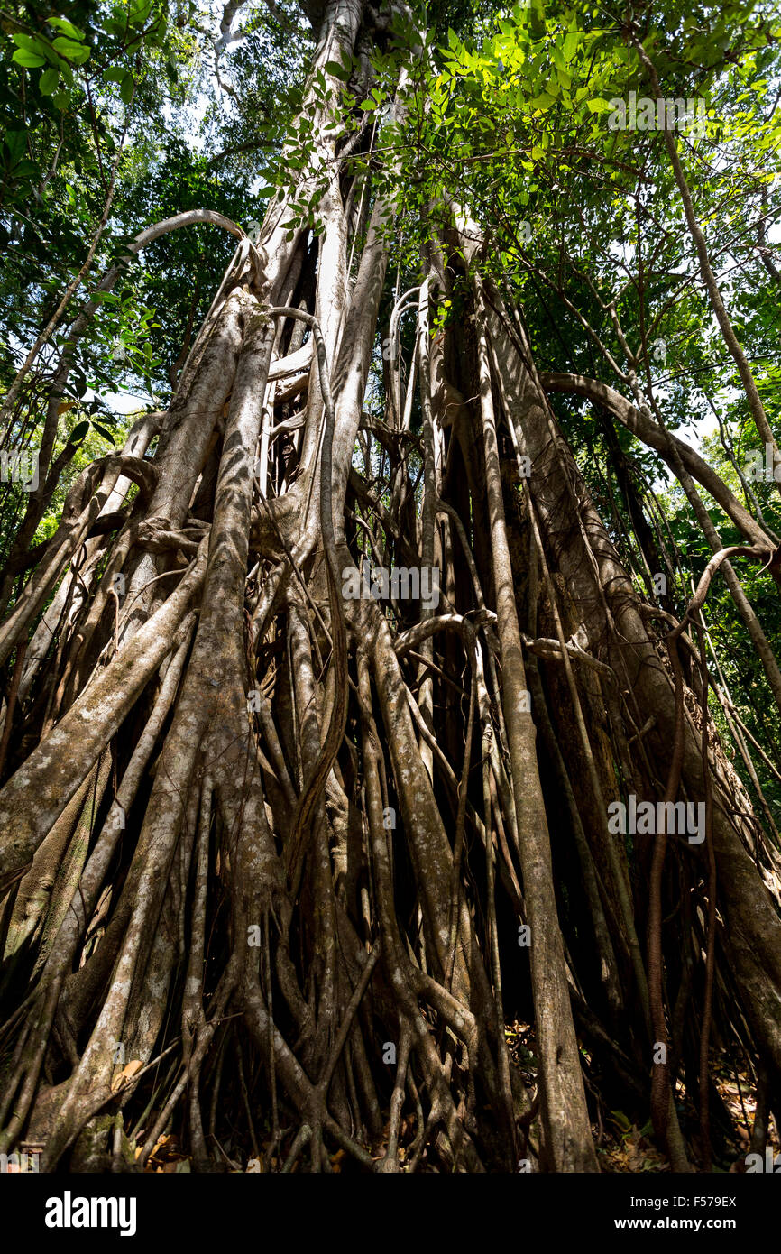 Indonesia National Tree