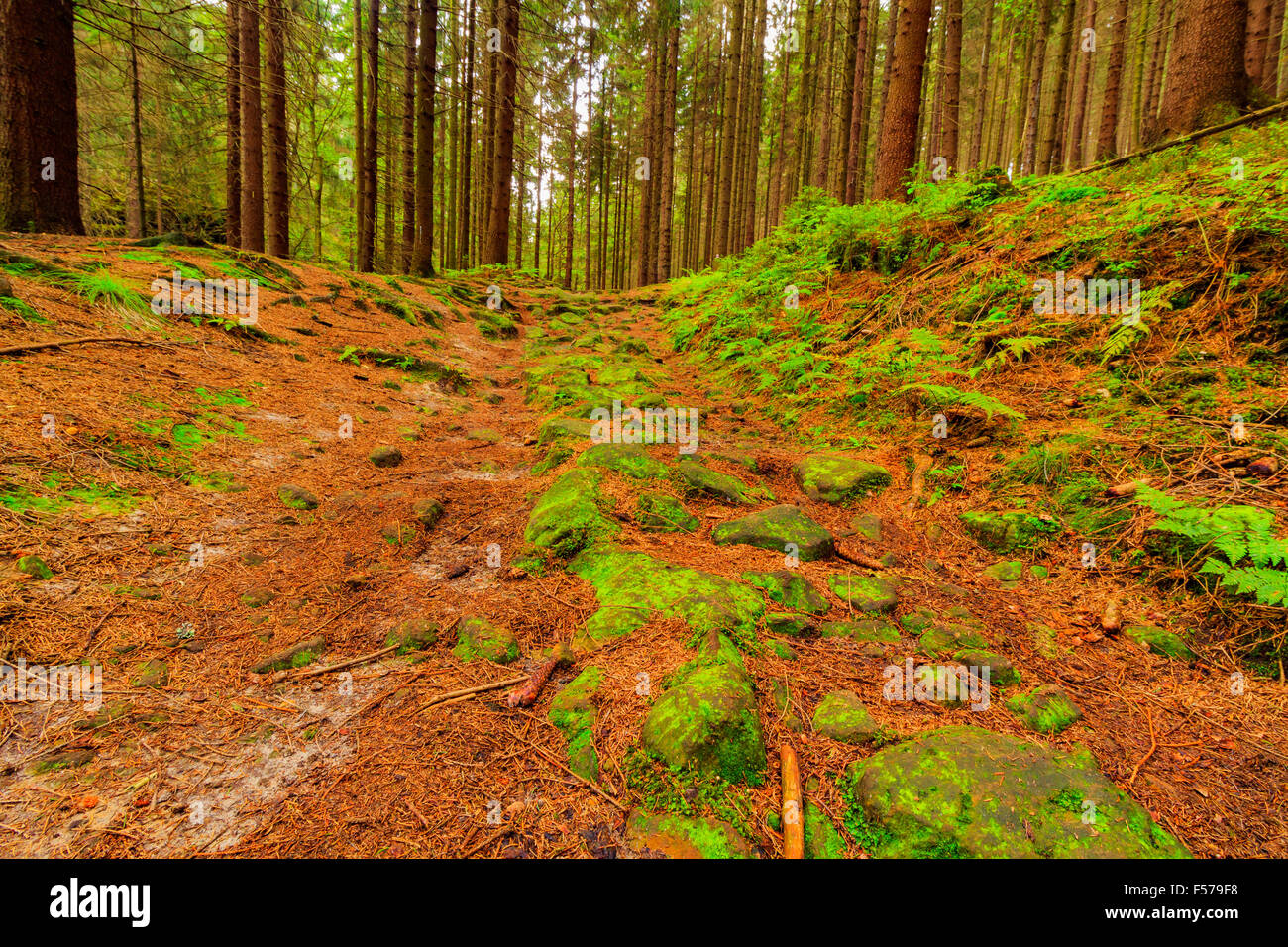 Virgin forest in the beginning of autumn, Ceske Svycarsko Stock Photo ...