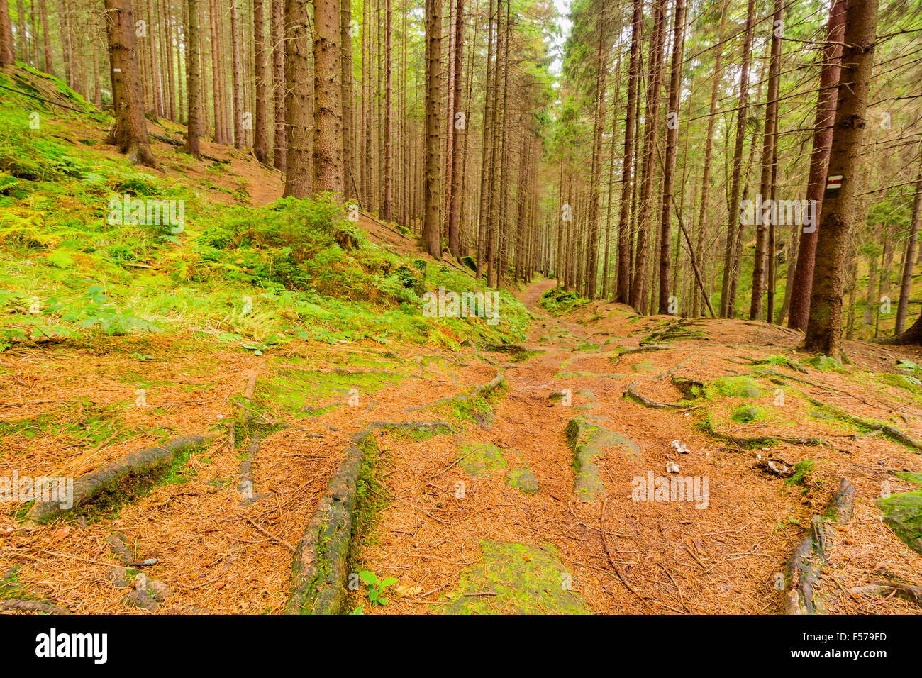 Virgin forest in the beginning of autumn, Ceske Svycarsko Stock Photo ...