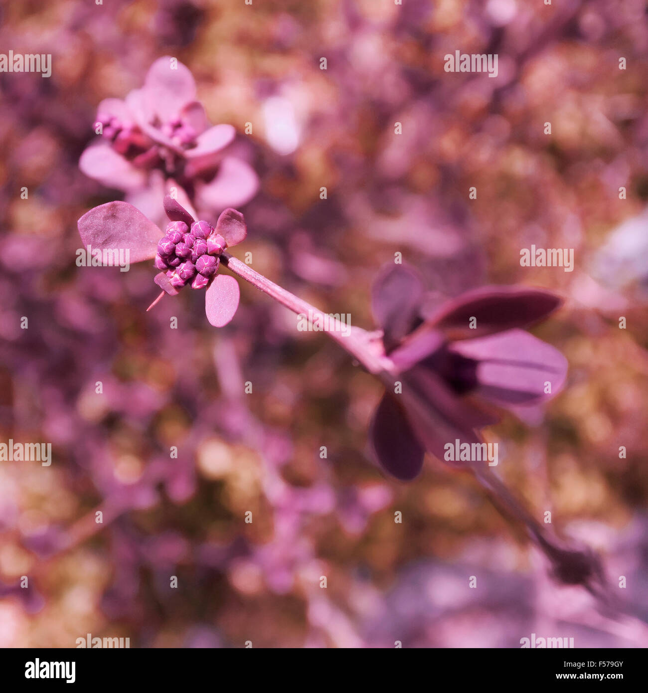 Beauty soft hi-res stock photography and images - Alamy