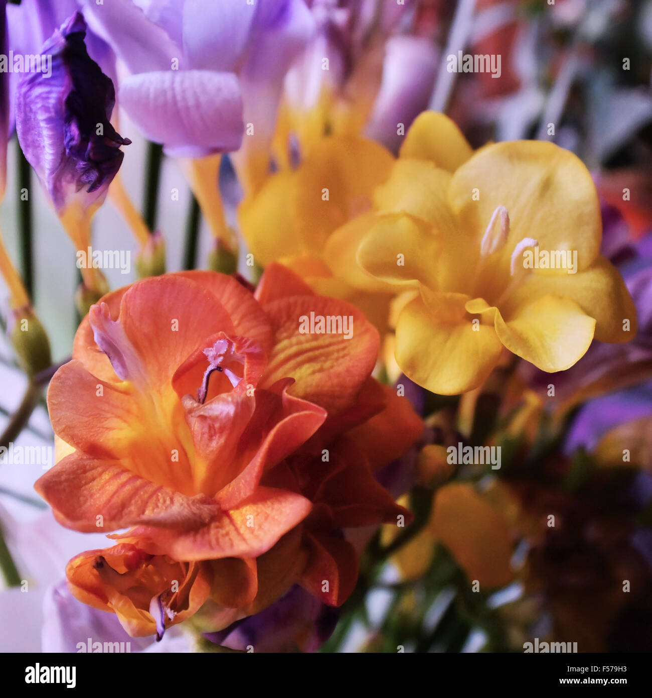 Soft colors hi-res stock photography and images - Alamy