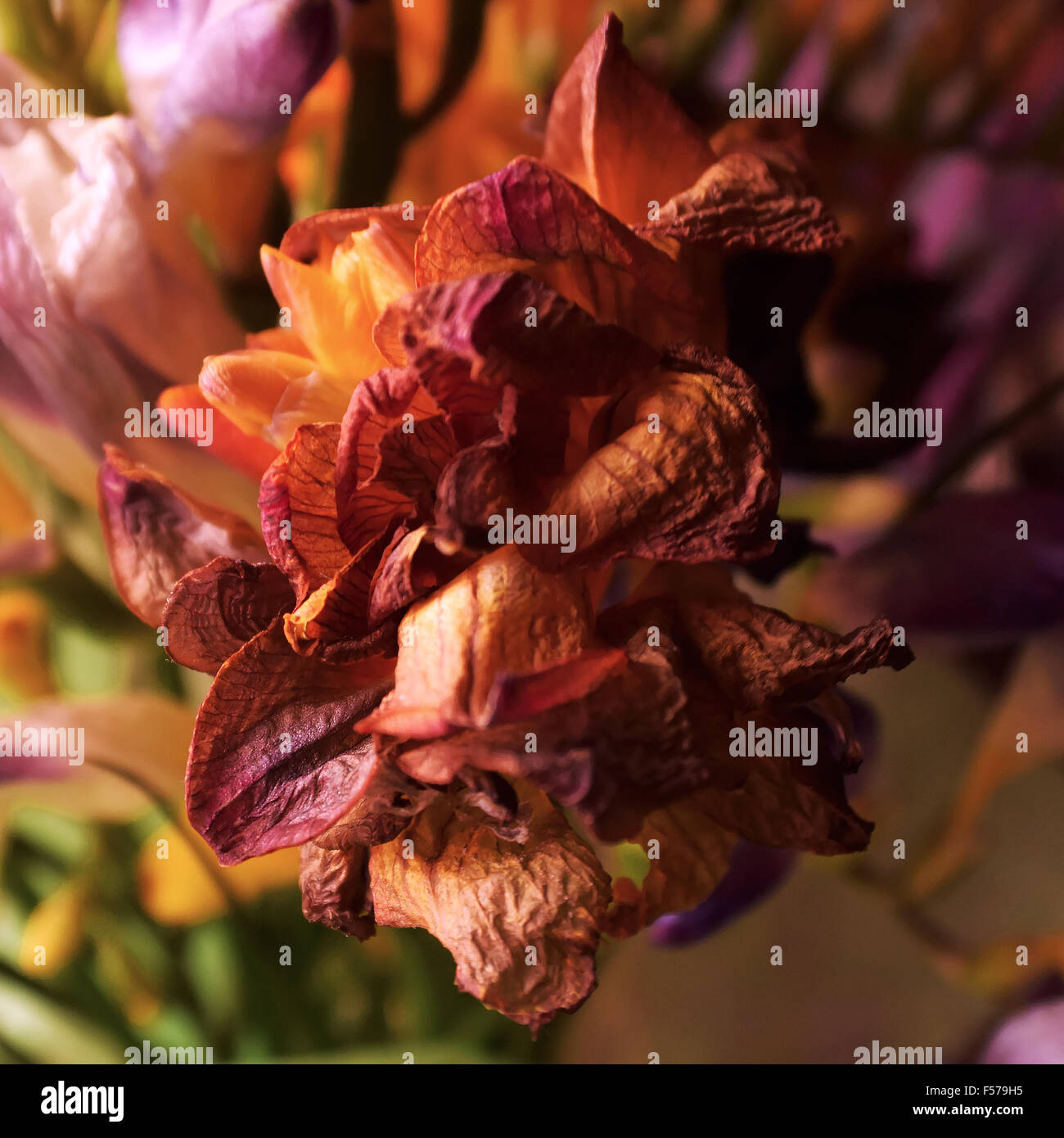 Beauty and death hi-res stock photography and images - Alamy