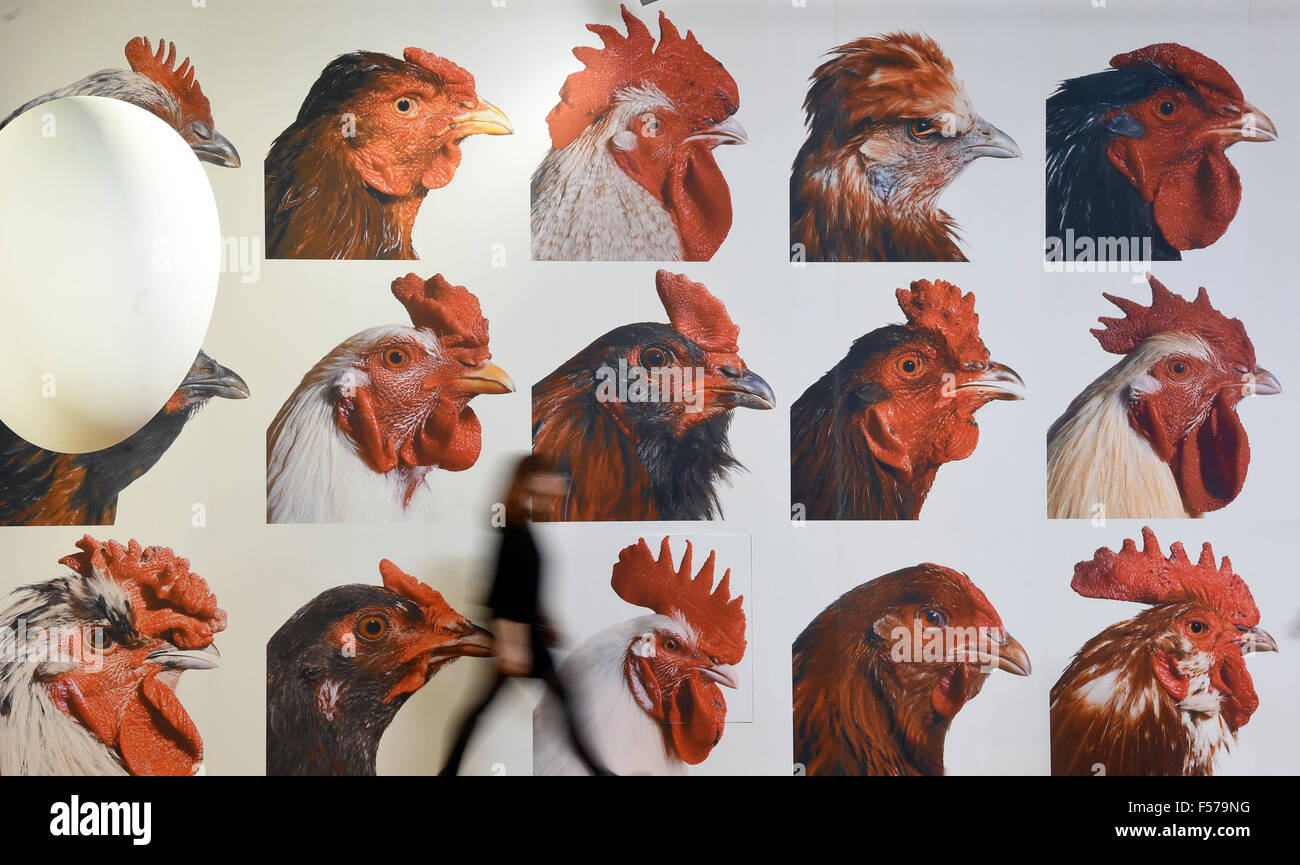 Chicken evolution hi-res stock photography and images - Alamy