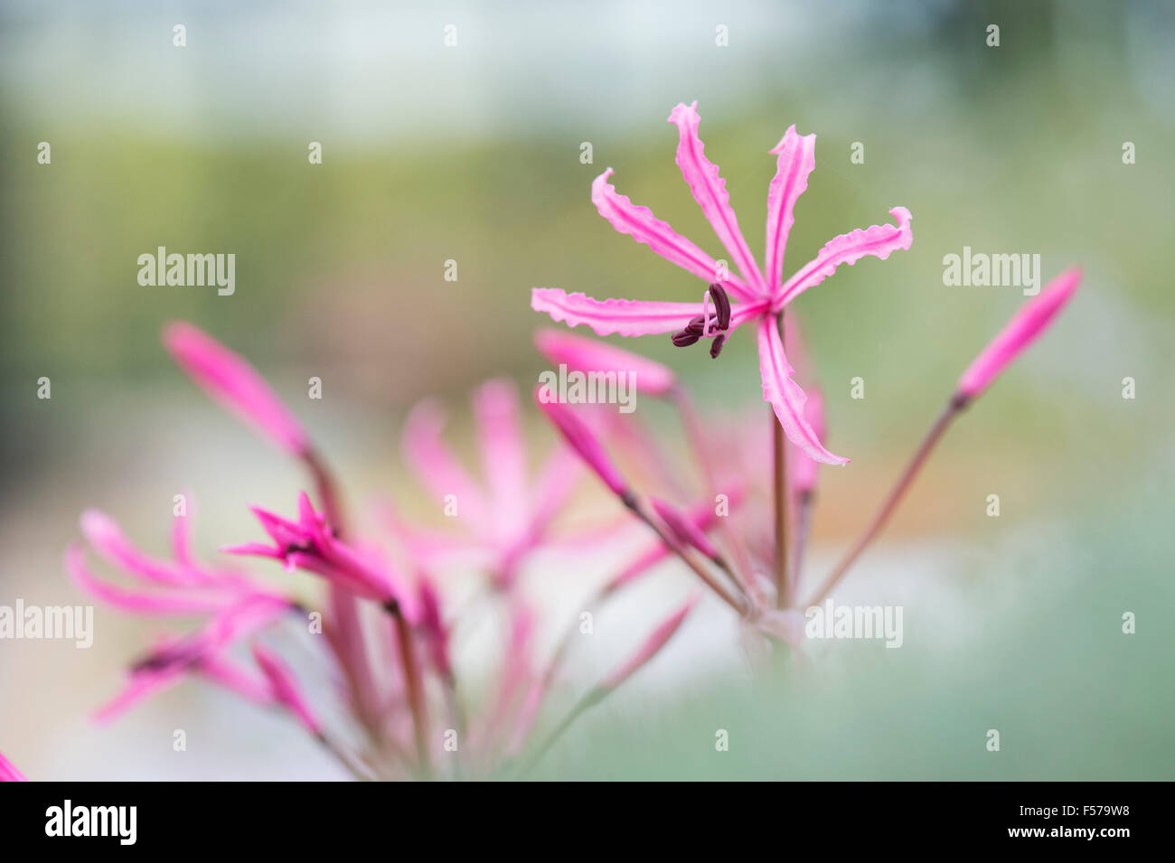 Nerine humilis flower Stock Photo - Alamy