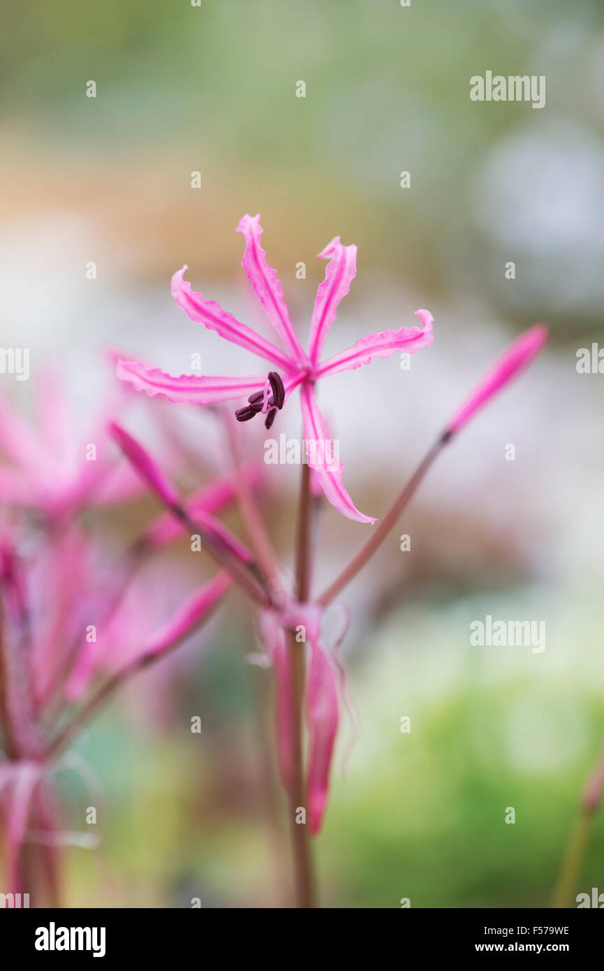 Nerine humilis flower Stock Photo - Alamy