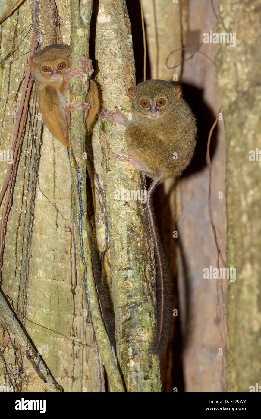 very rare Spectral Tarsier, Tarsius spectrum,Tangkoko National Park ...