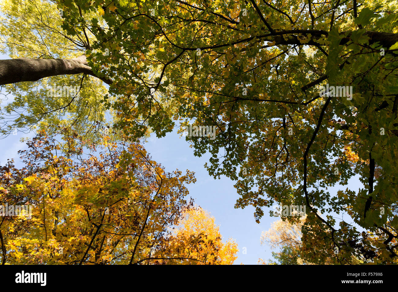 autumn colored tree top on blue sky, view from ground to top Stock ...