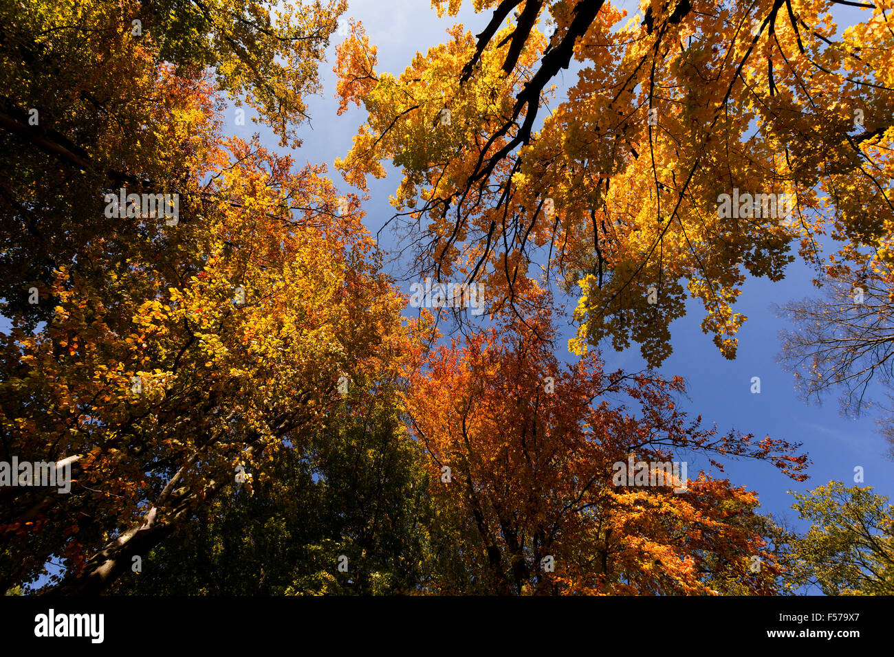 autumn colored tree top on blue sky, view from ground to top Stock ...