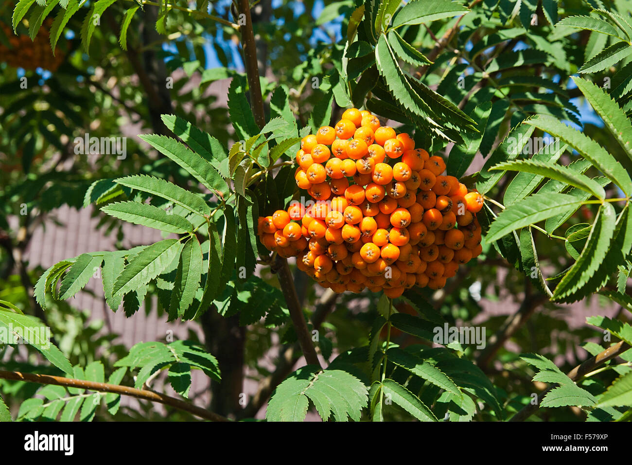 Rowan tree leaves hi-res stock photography and images - Alamy