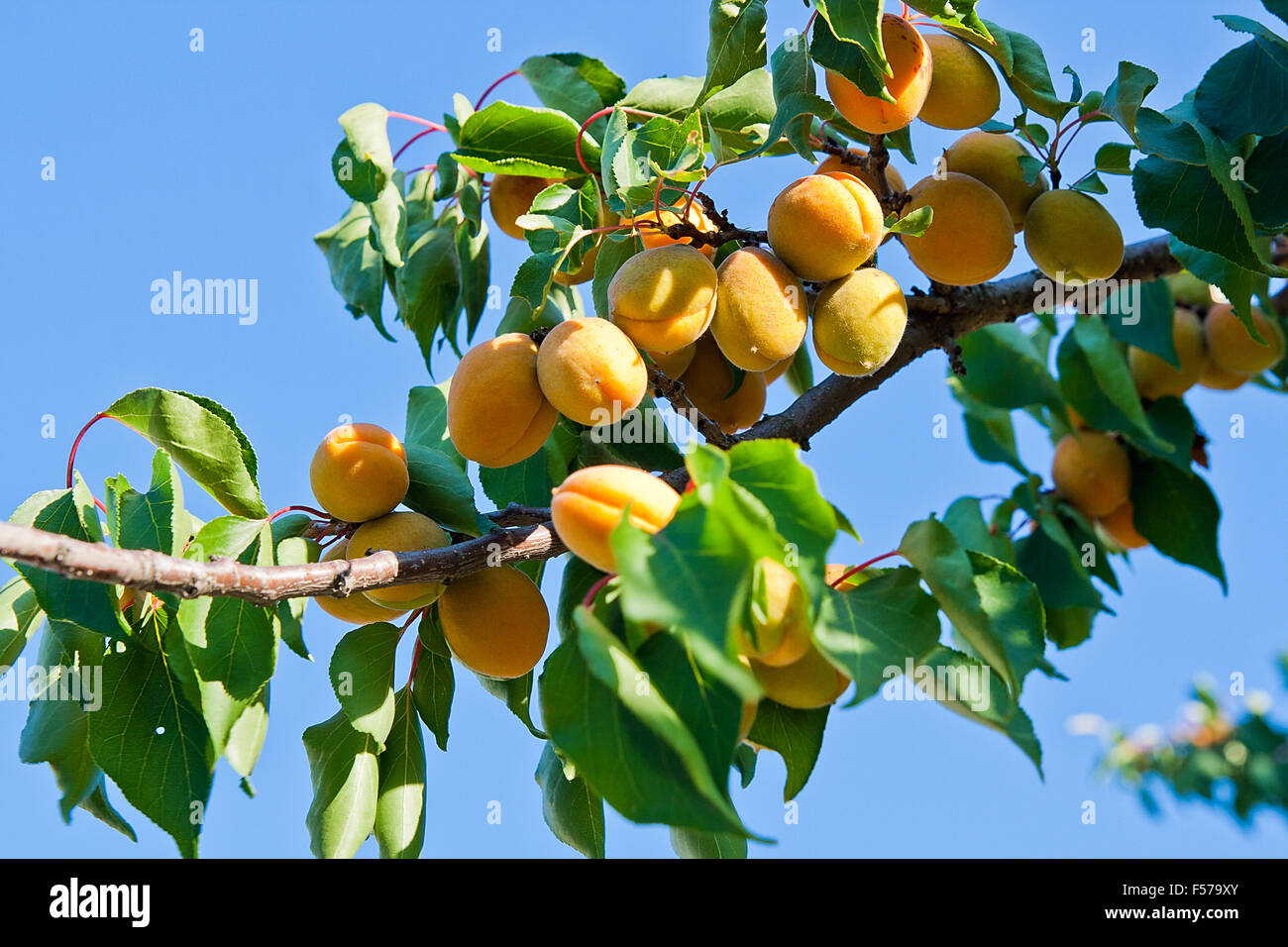 Branch of an apricot tree with ripe fruits at the summer time Stock ...