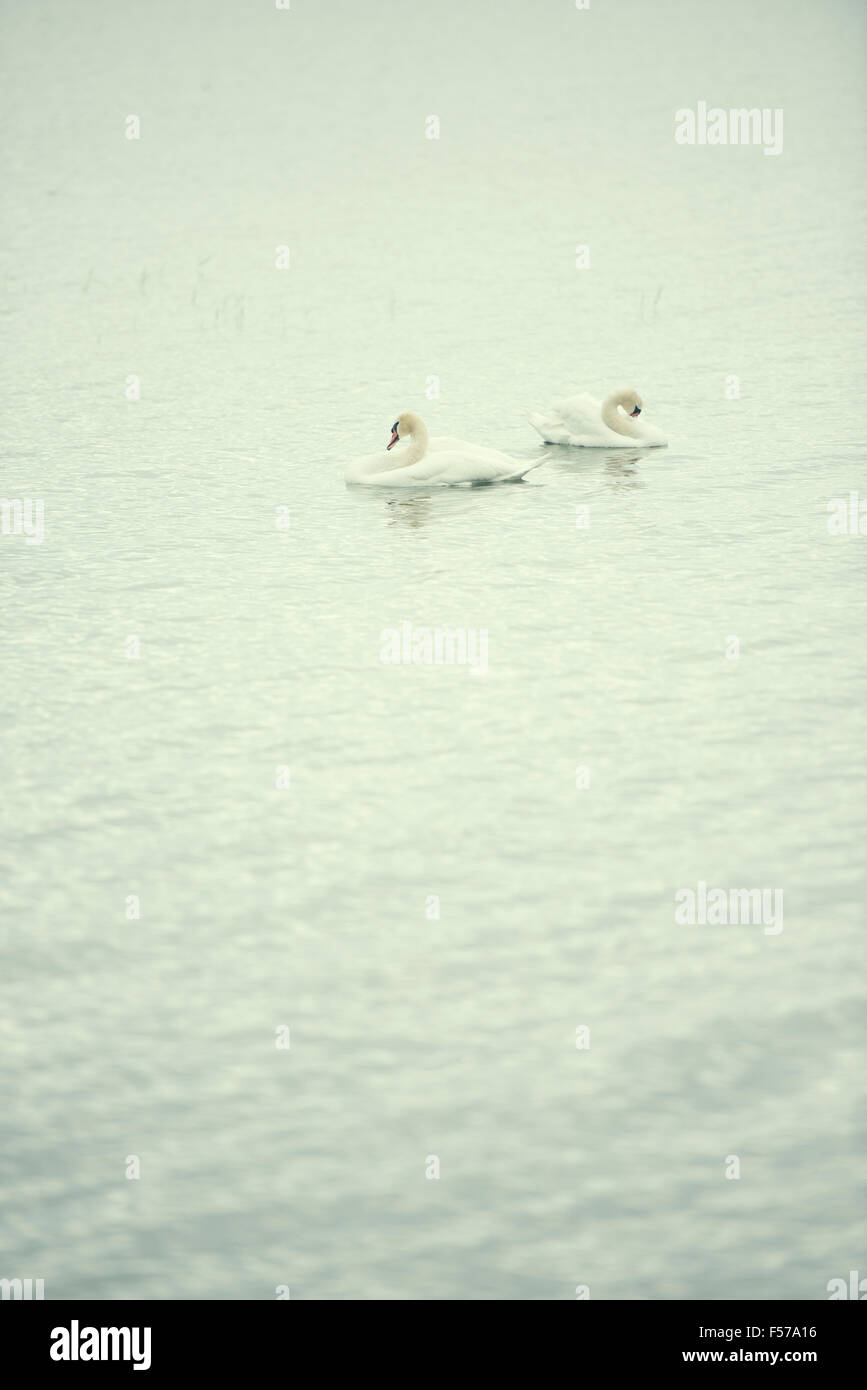 Two swans swimming in lake. Peaceful nature scene. Water with copy ...