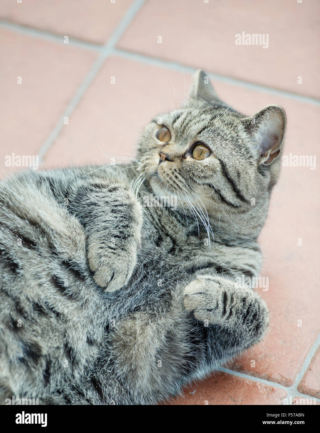 British shorthair cat lying down on its back looking up Stock Photo - Alamy