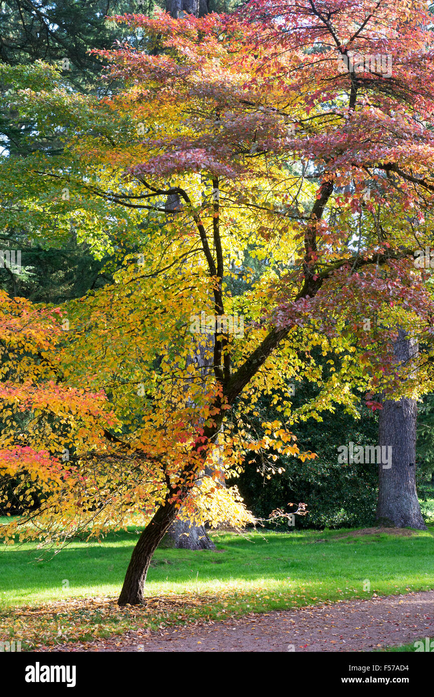 Nyssa sylvatica. Black gum tree in autumn. UK Stock Photo - Alamy