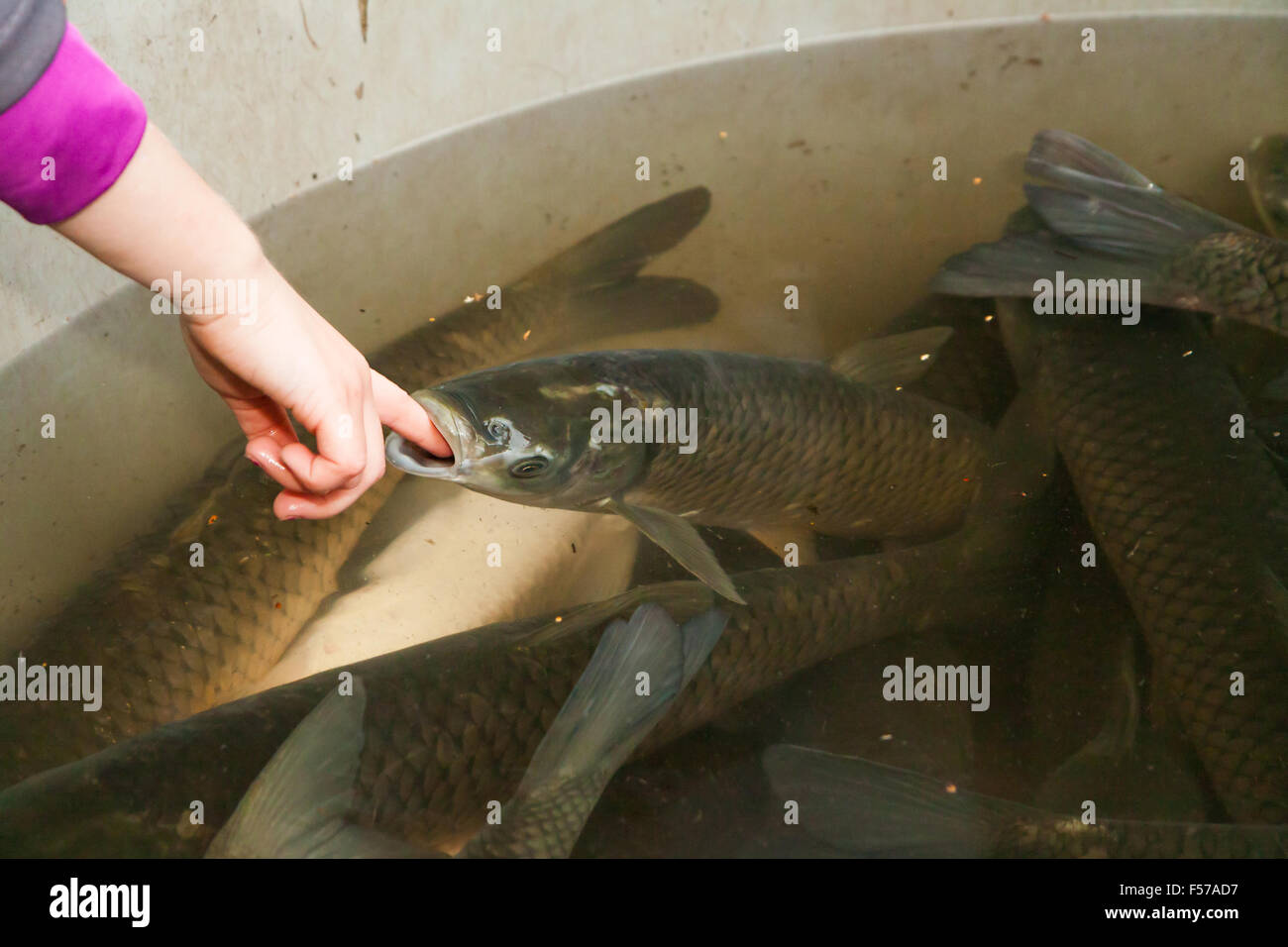 Harvest fish hi-res stock photography and images - Alamy