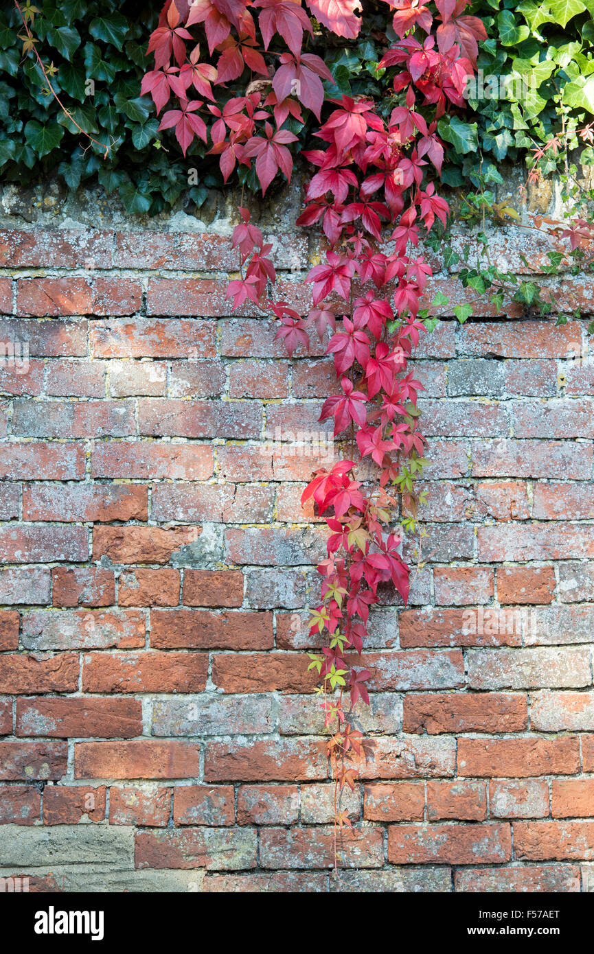 Virginia creeper plant against wall hi-res stock photography and images ...