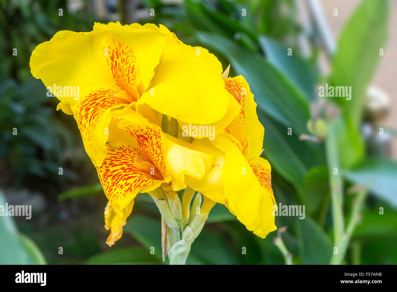 Canna flower in the garden photography Stock Photo - Alamy