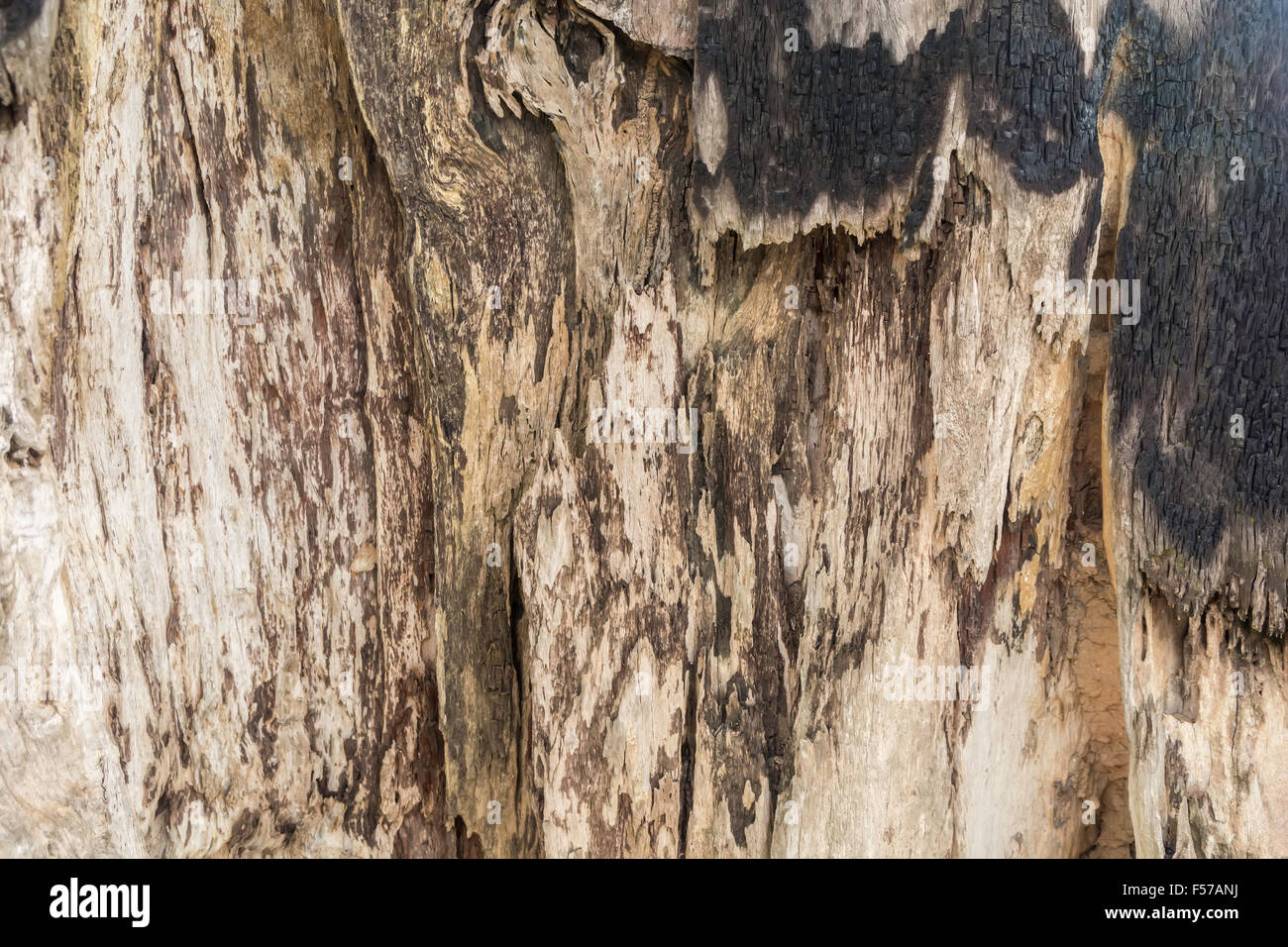 texture of tree photography Stock Photo - Alamy