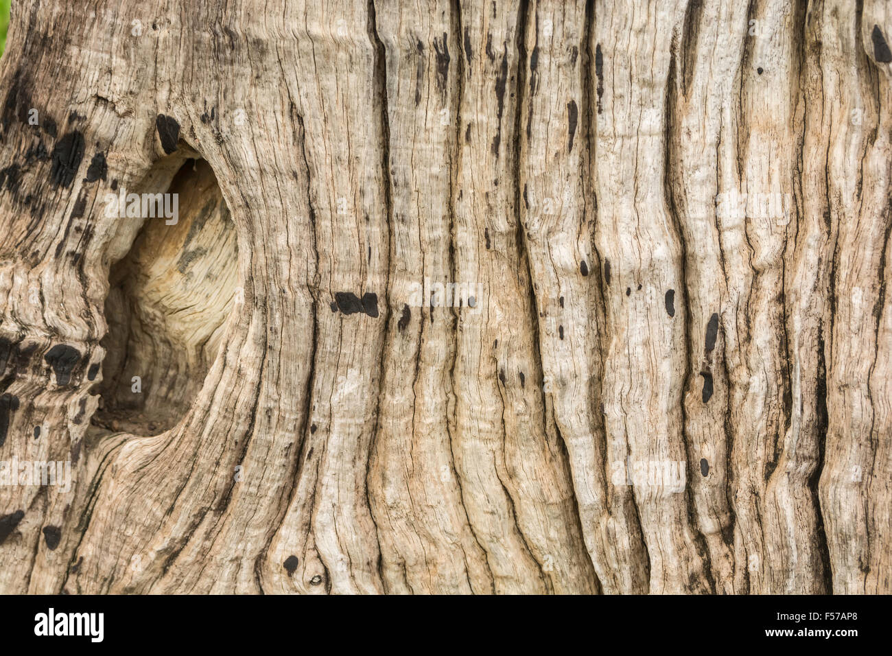 texture of tree photography Stock Photo - Alamy