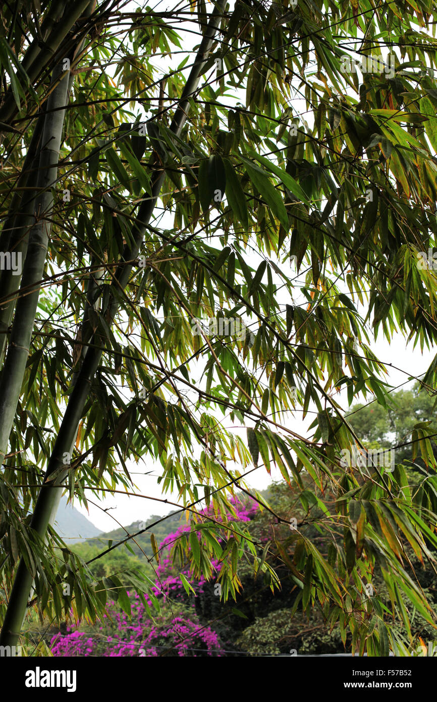 Green hedge leaves branches hi-res stock photography and images - Alamy