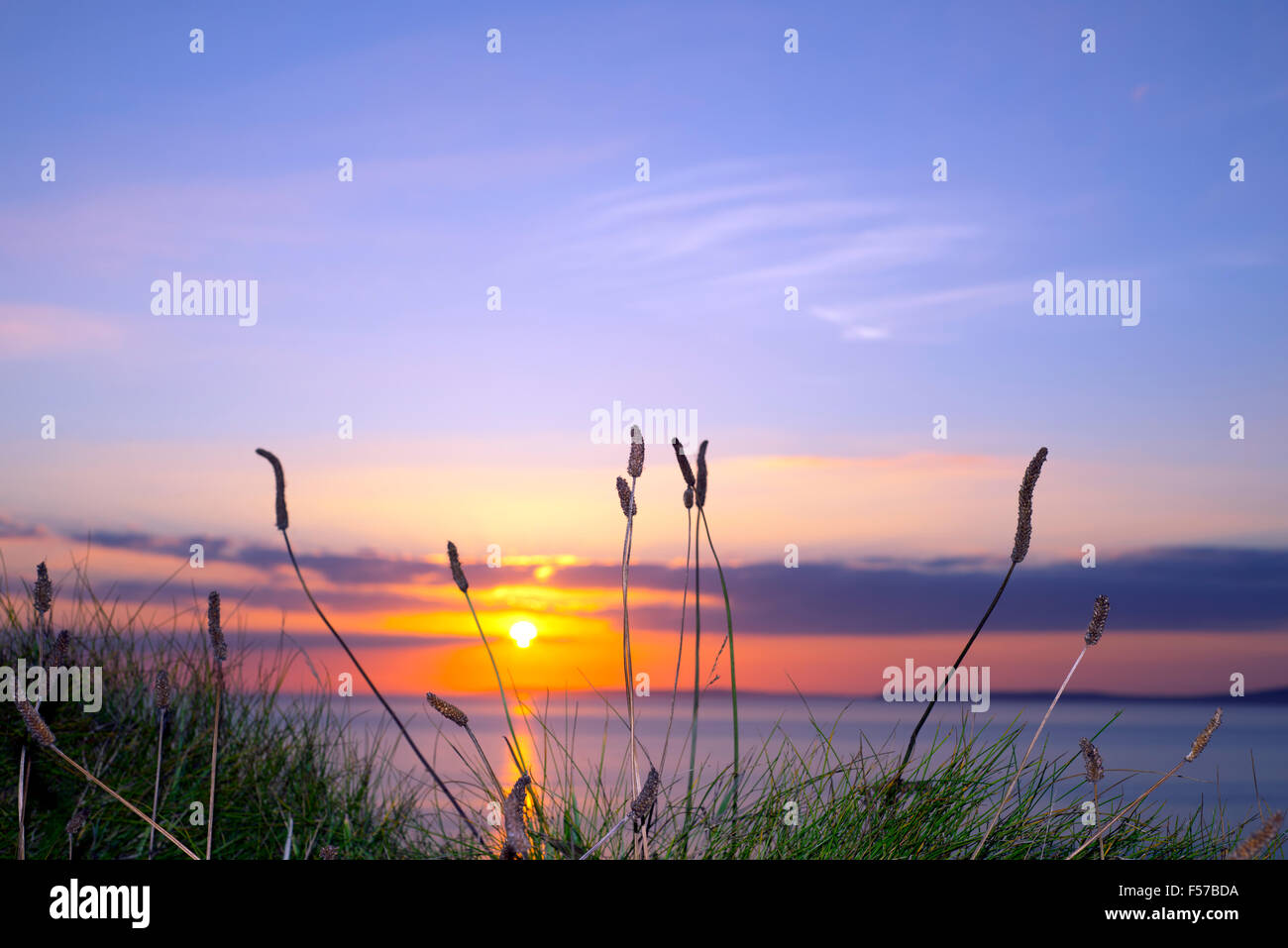 Silhouette beautiful tropical flower plants hi-res stock photography ...