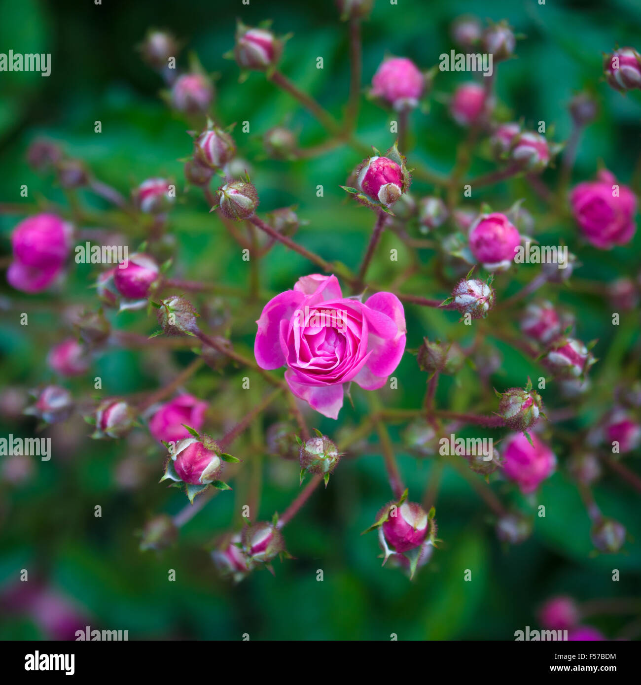 Flowers shrub roses closeup Stock Photo - Alamy