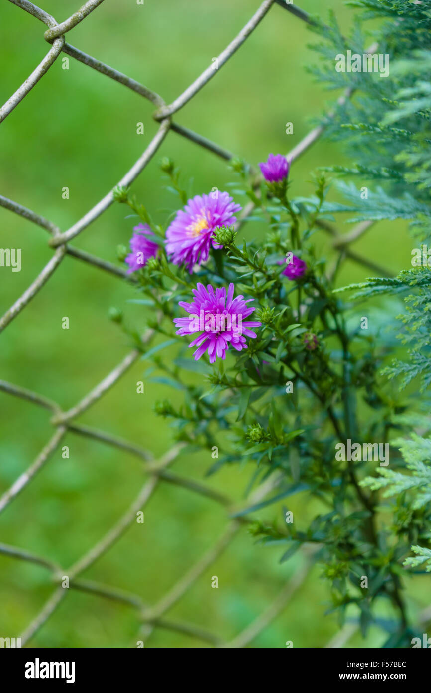 A flower of Aster (Symphyotrichum novi-belgii Stock Photo - Alamy