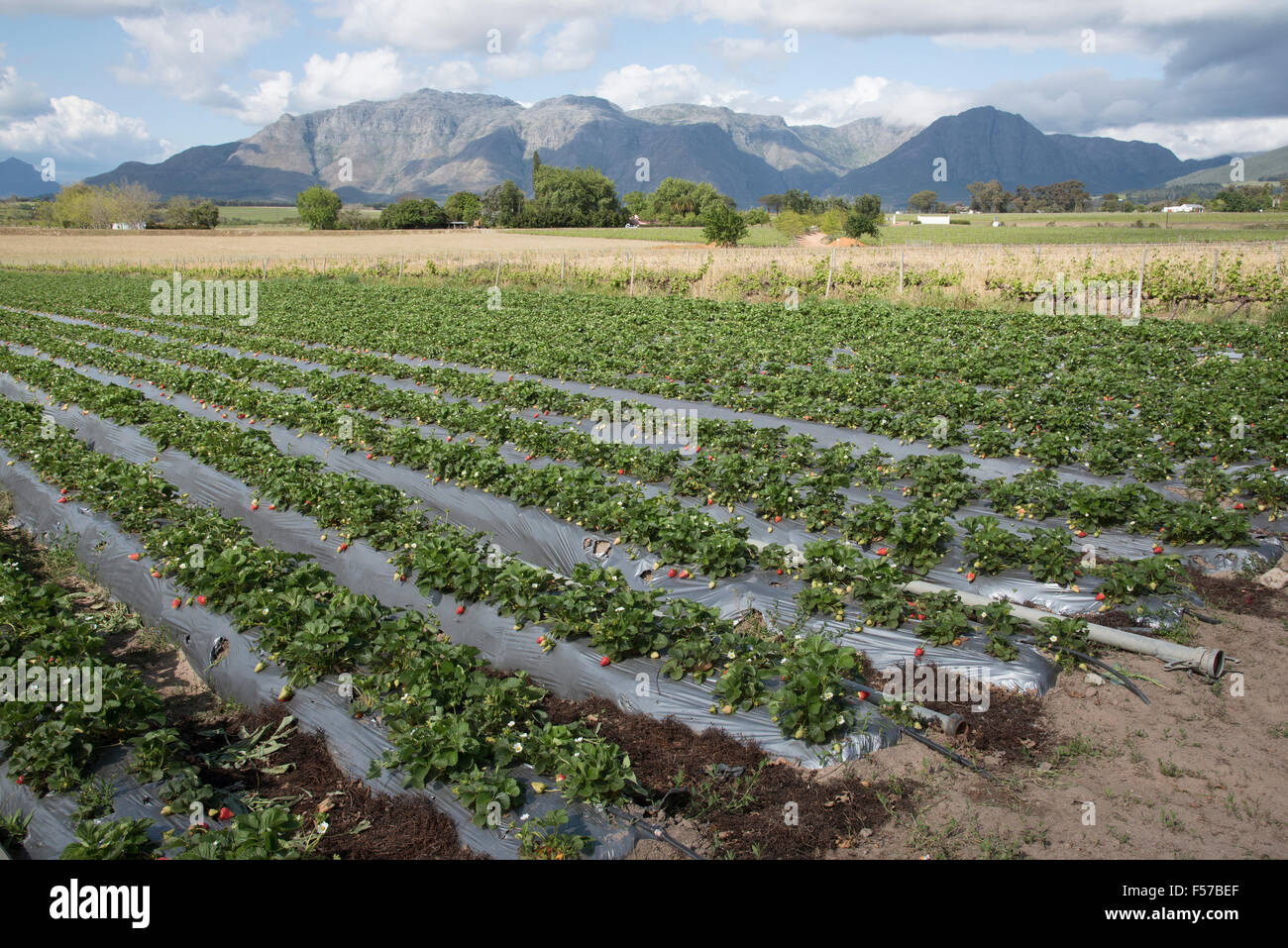 Strawberry farm in the western Cape region of South Africa Stock Photo ...