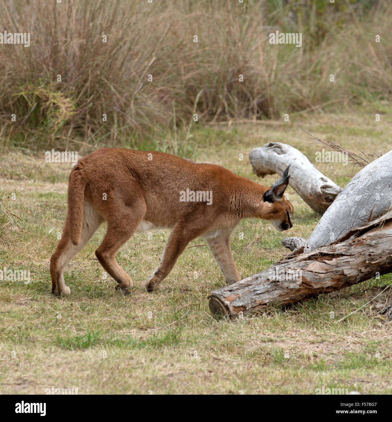 Caracal an African wild cat Caracal caracal South Africa Stock Photo ...