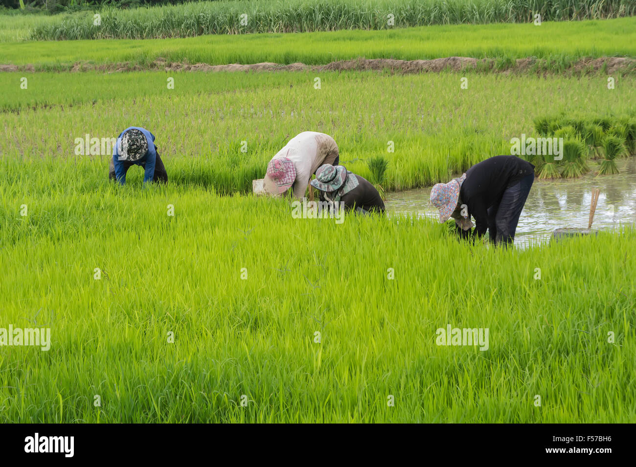 Rice farmer harvest cultivation tradition rural hi-res stock ...