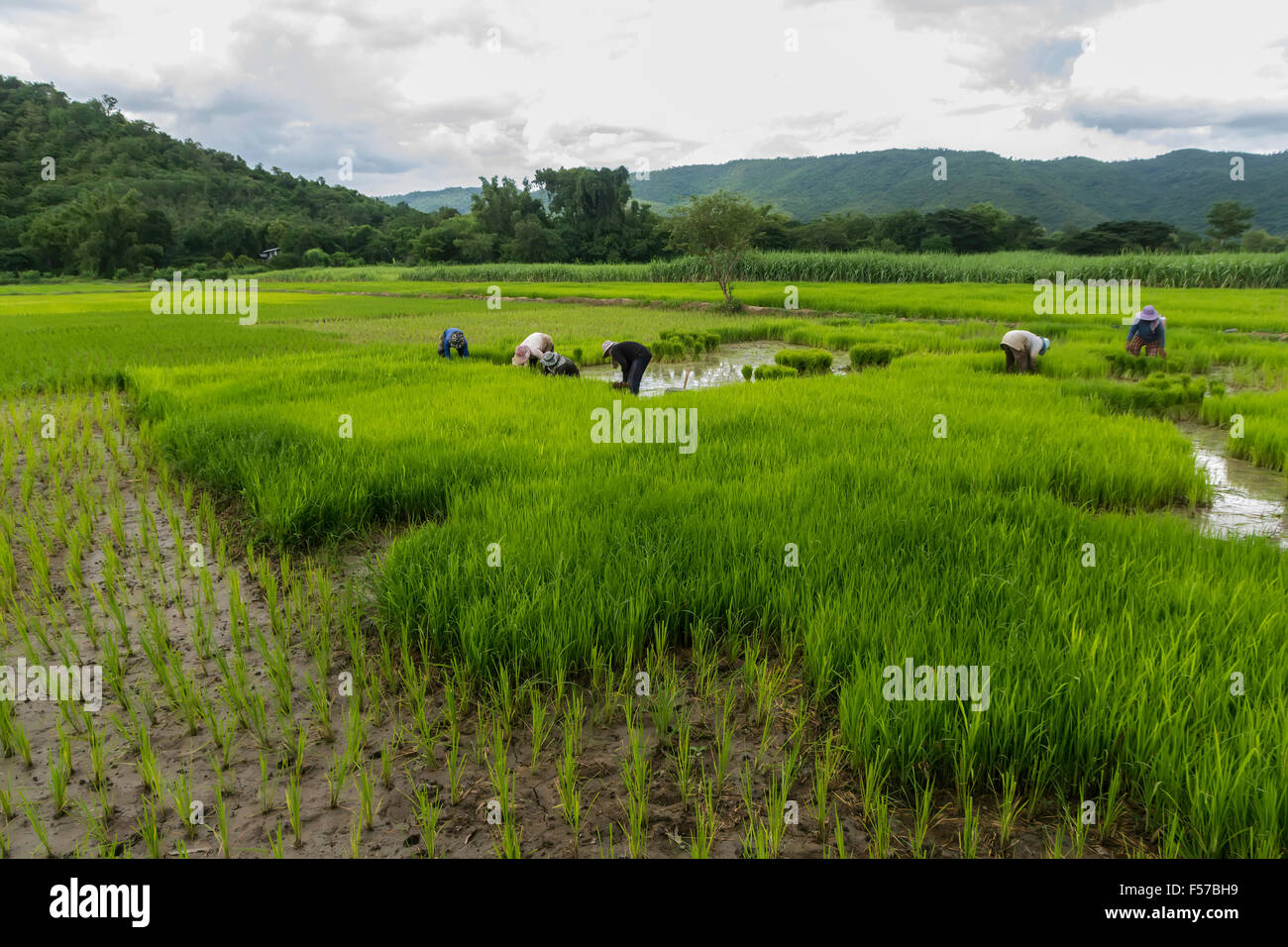 rice farmer photography Stock Photo - Alamy
