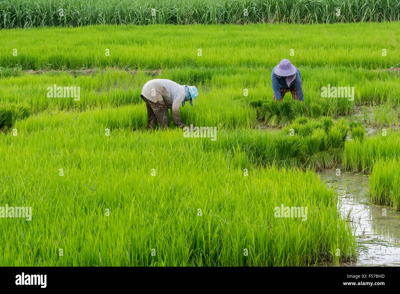 rice farmer photography Stock Photo - Alamy