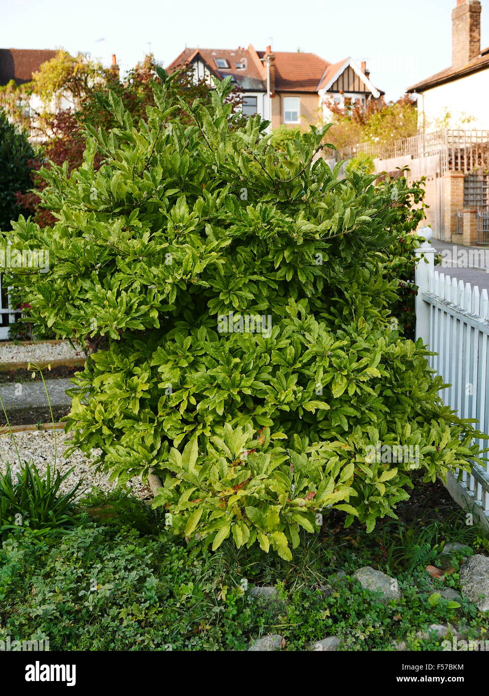 Star magnolia bush with red berries, not in bloom, in a suburban front ...