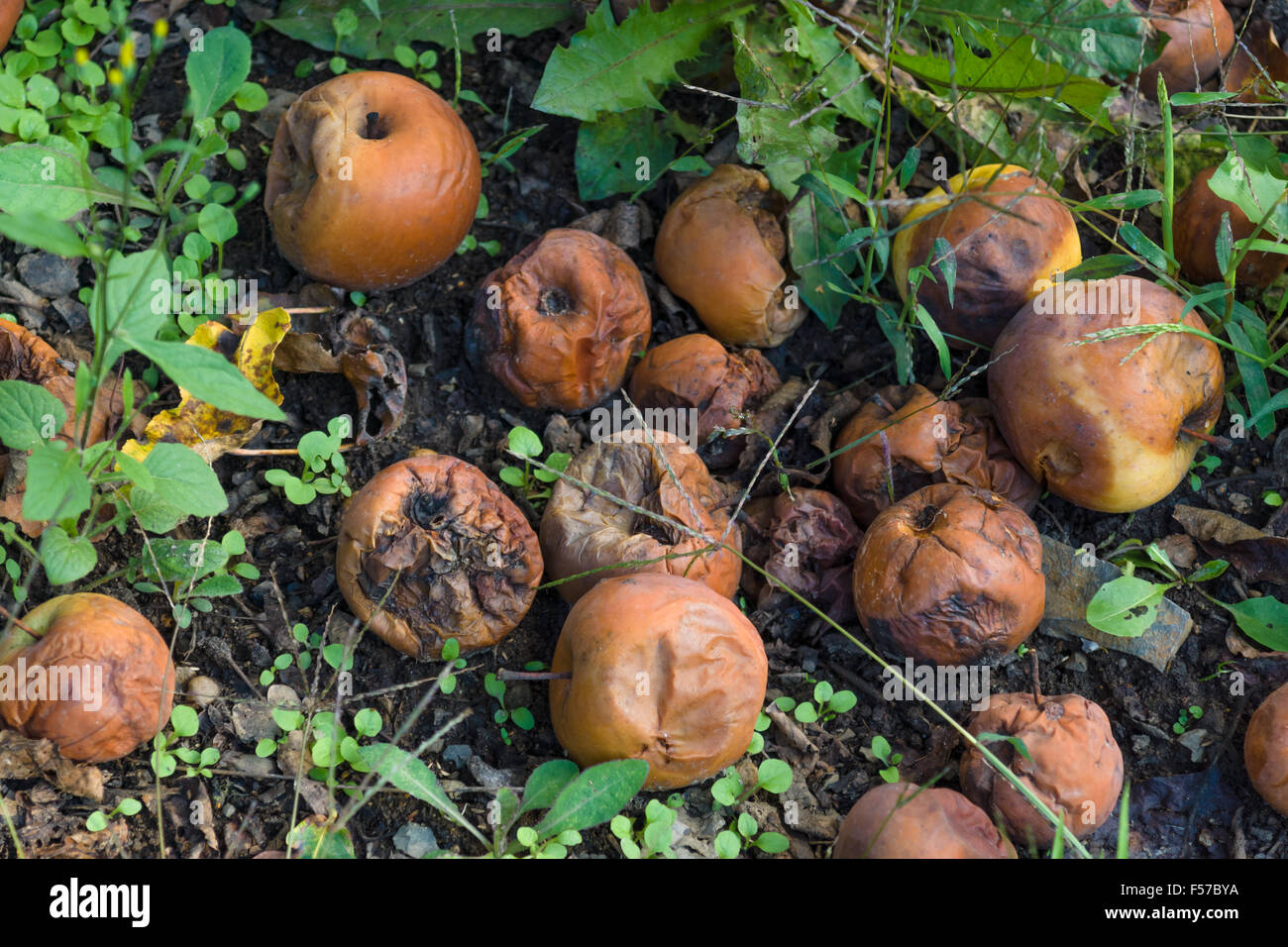 Rotten apples on the ground Stock Photo - Alamy