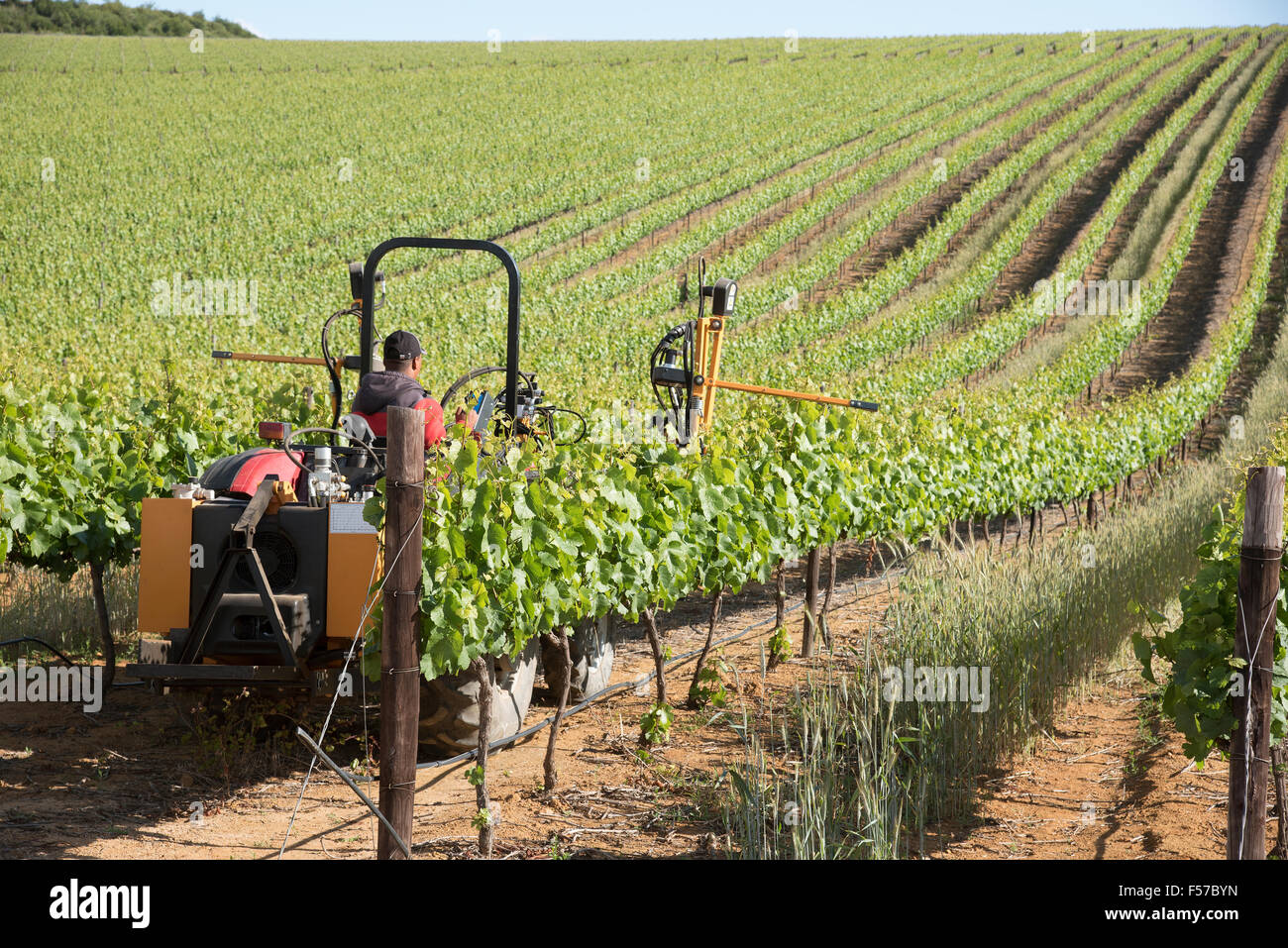 Cutting vines hi-res stock photography and images - Alamy