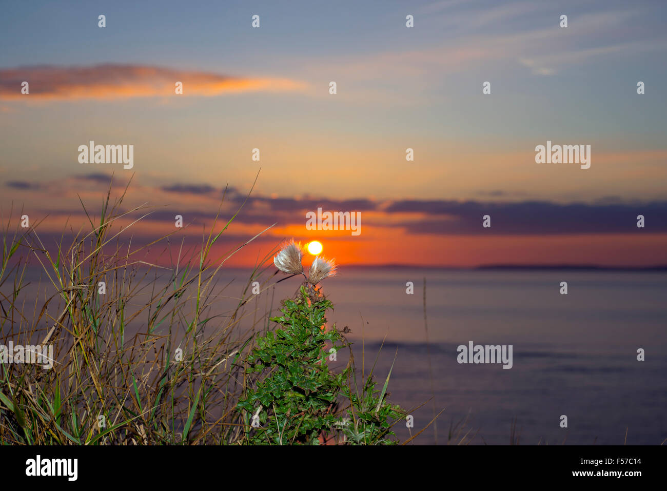 beautiful yellow sunset over loop head with silhouetted wild tall ...