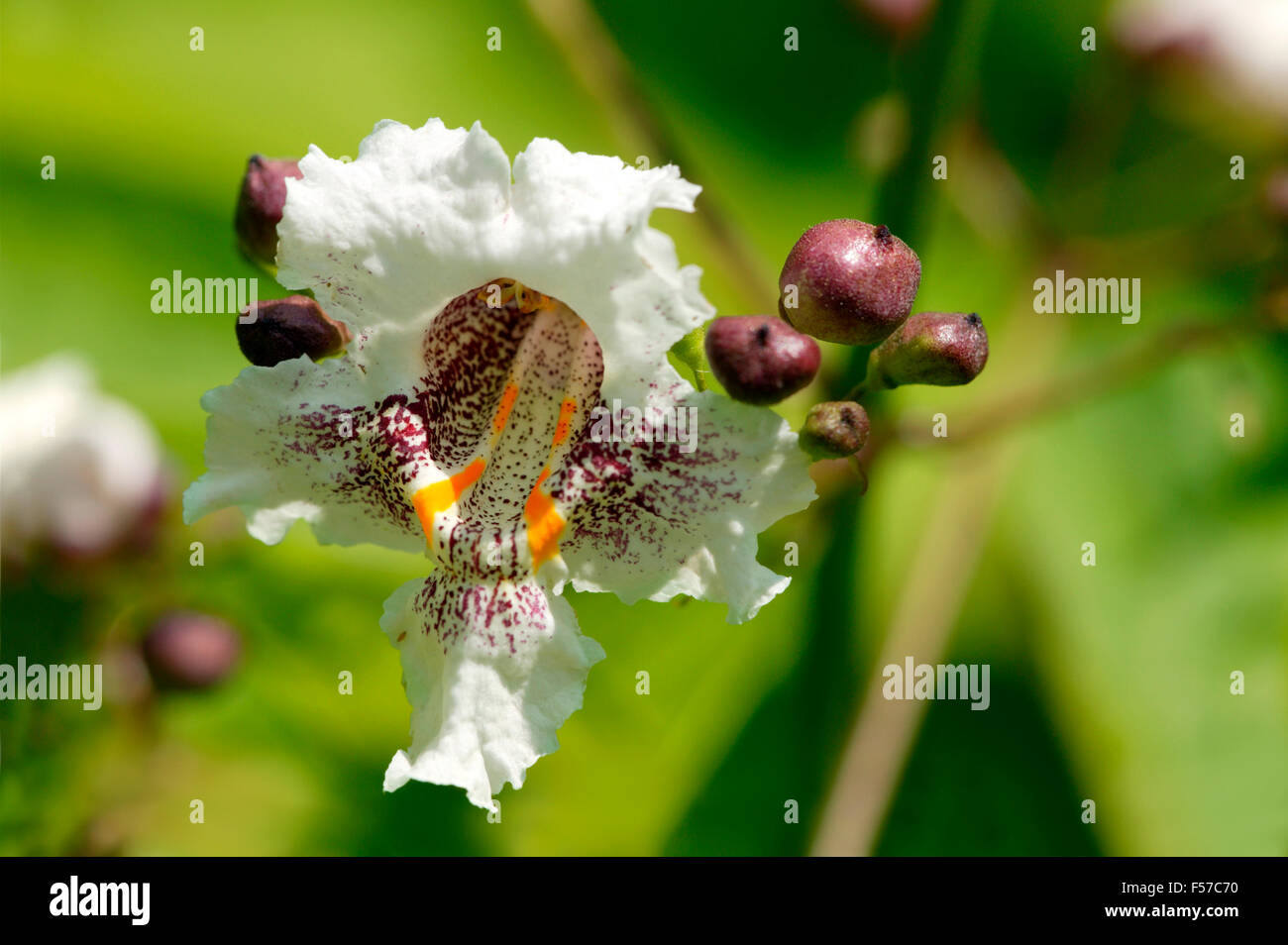 Catalpa Bignoniodes (Indian Bean Tree). Close up of white flower. July ...