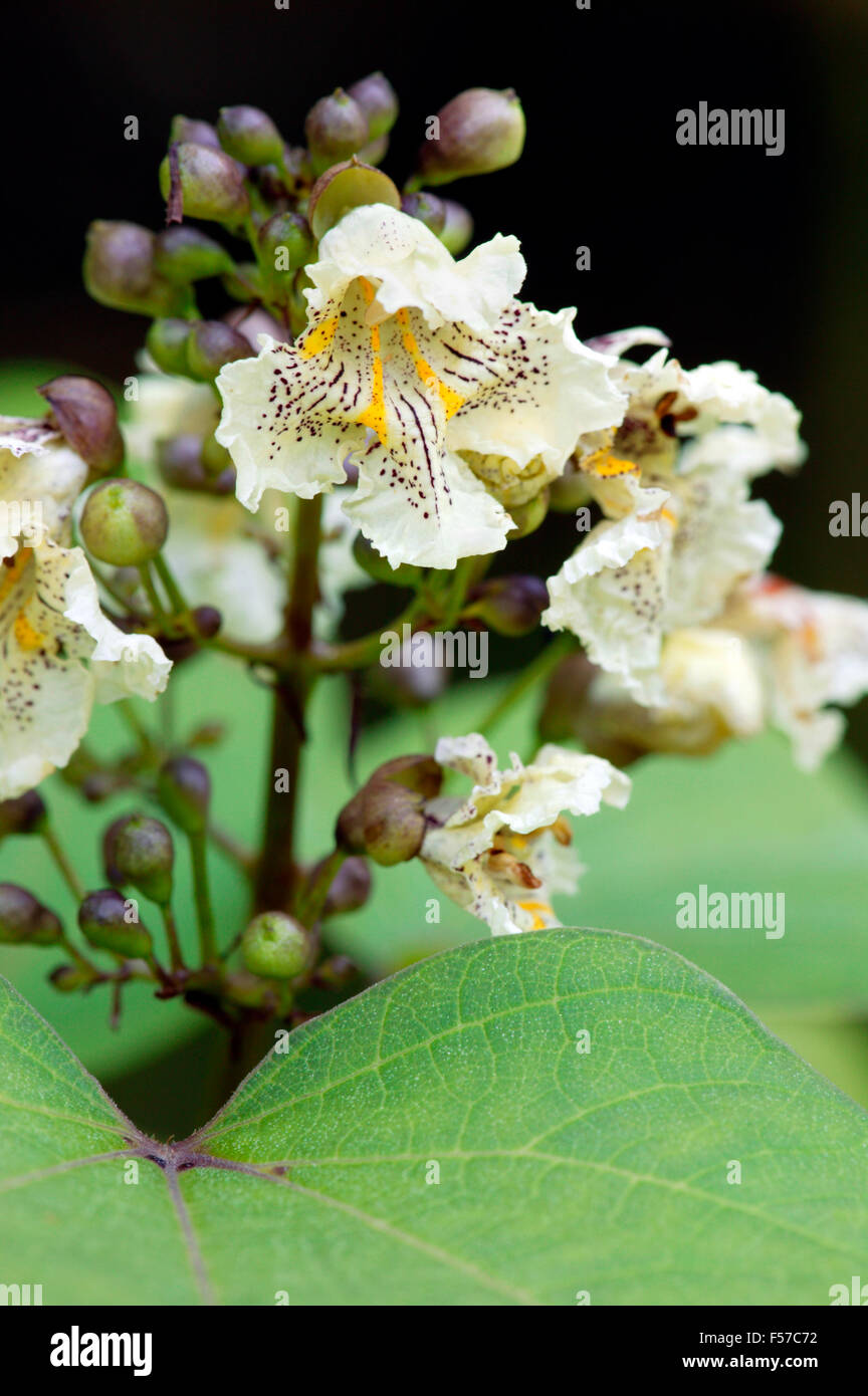 Catalpa Bignoniodes (Indian Bean Tree). Close up of leaves and white ...