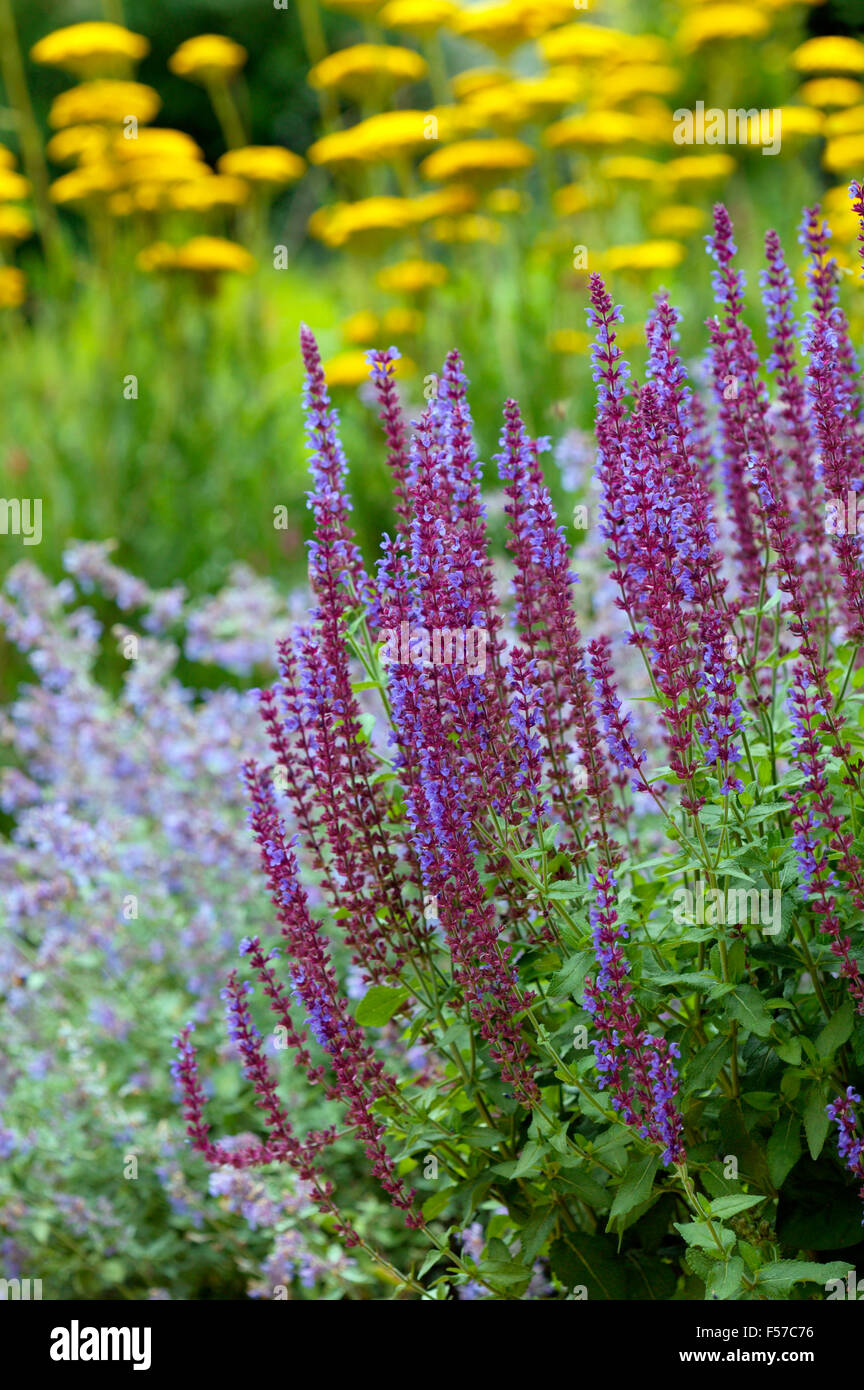 Salvias in july border hi-res stock photography and images - Alamy