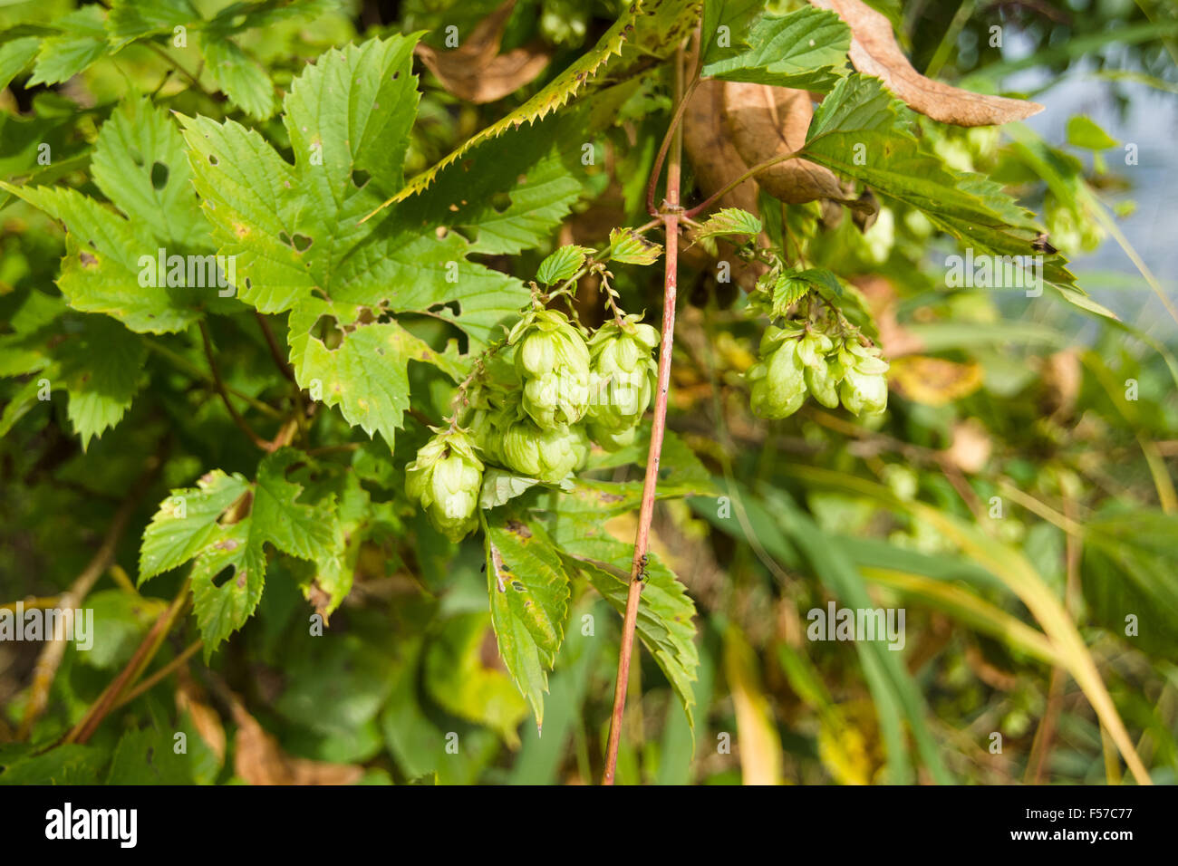 Ripe hop fruits hi-res stock photography and images - Alamy