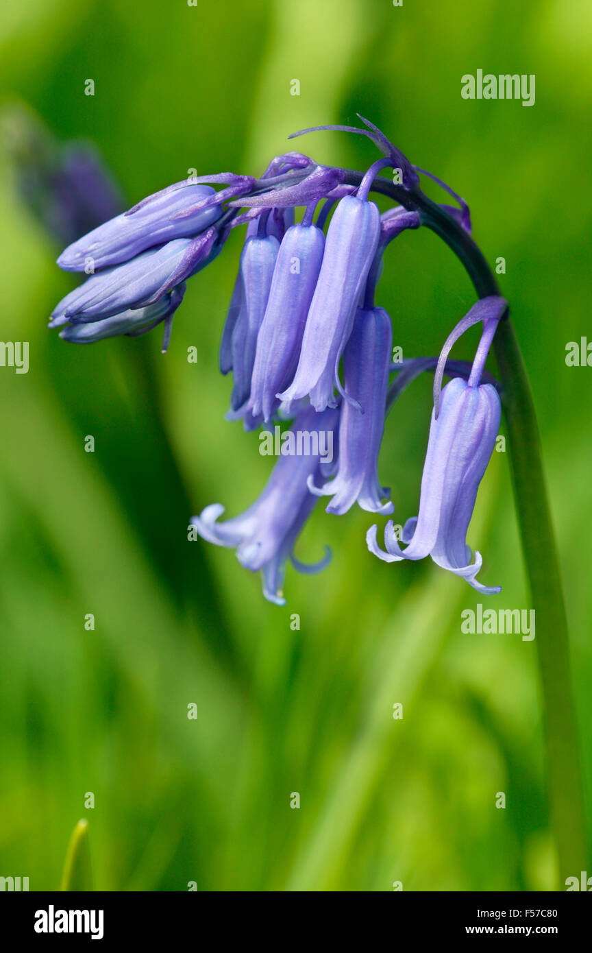 Endymion Hyacinthoides non-scriptus (Bluebell). Close up of single blue ...