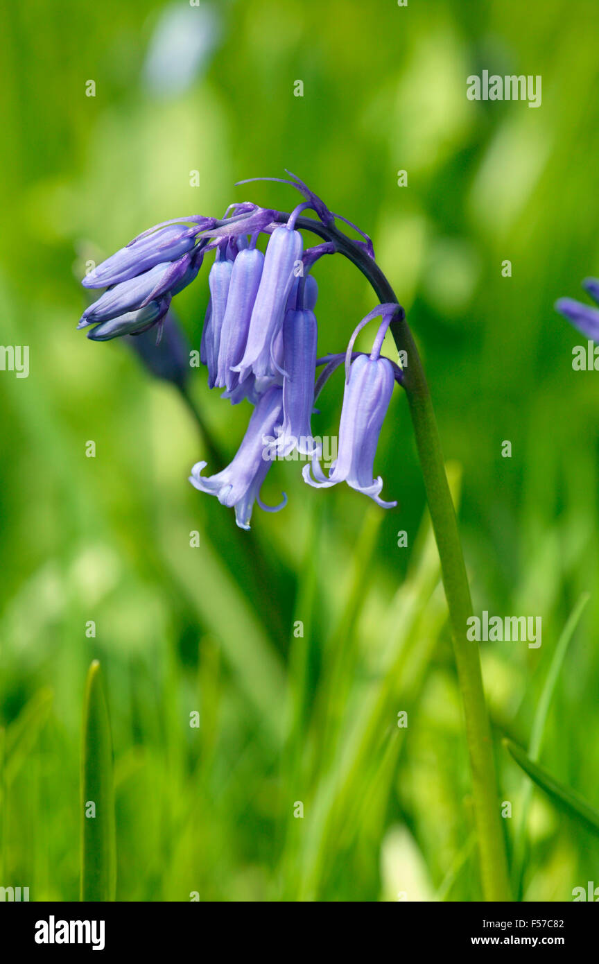Endymion Hyacinthoides non-scriptus (Bluebell). Close up of single blue ...
