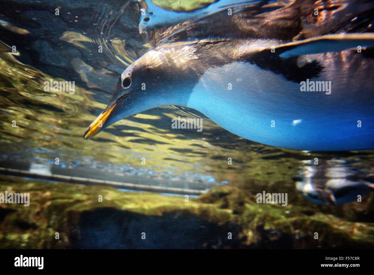Penguin just below the surface of the water Stock Photo - Alamy