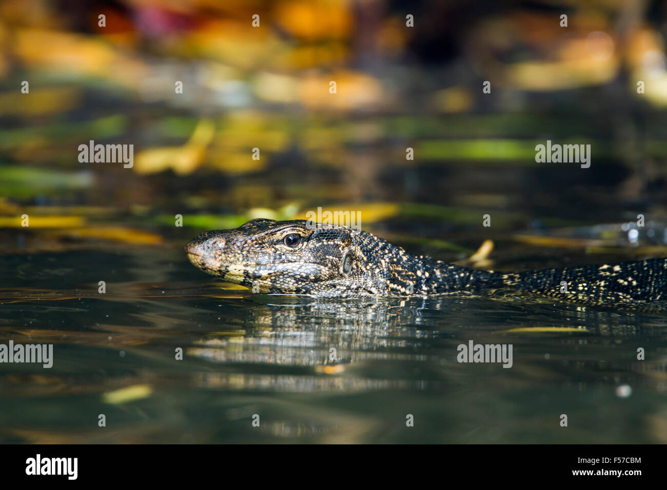 Mangrove monitor lizard hi-res stock photography and images - Alamy