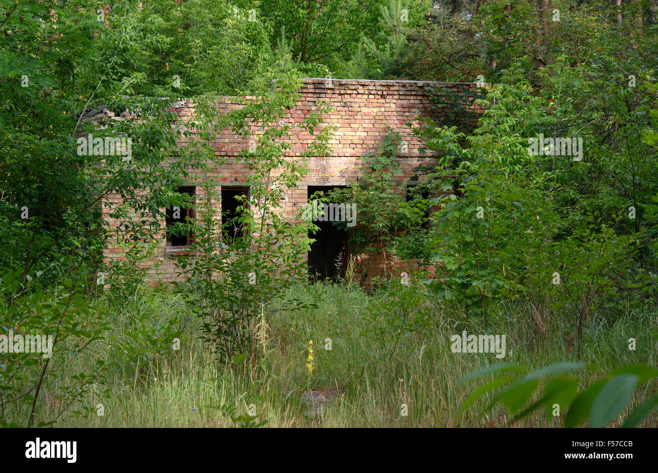 destroyed brick building in the green forest Stock Photo - Alamy