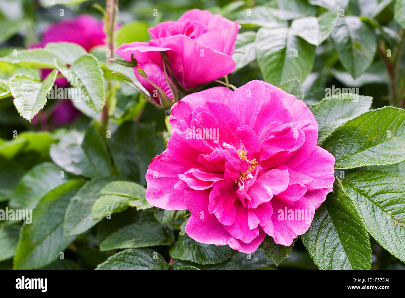 Rose rosa rugosa flowering hi-res stock photography and images - Alamy